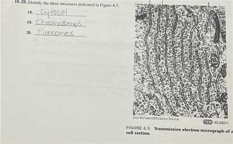 solved 18 20 ﻿identify the three structures indicated in