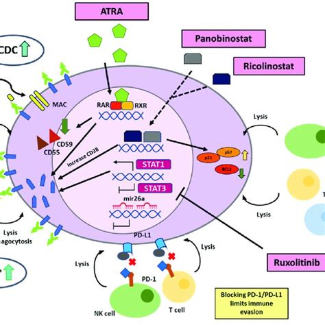 Molecular Strategies To Enhance Cd38 Expression And Overall Antitumor Download Scientific