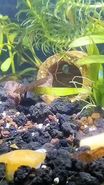 Ikan Yang Cocok Di Aquascape Udang Red Cherry Shrimp Youtube