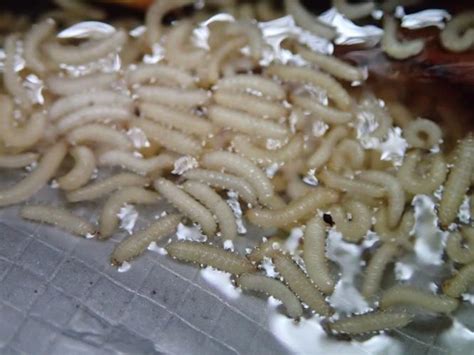 What Are Little Yellow Worms At William Emery Blog