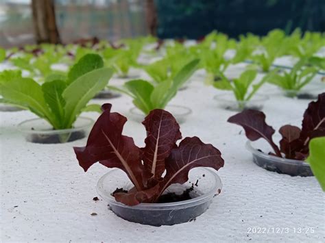 Las Plantitas De Thomas Added A Las Plantitas De Thomas