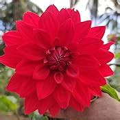 Redmi Note Pro Nebula Red Gb Gb Ram Amazon In Electronics