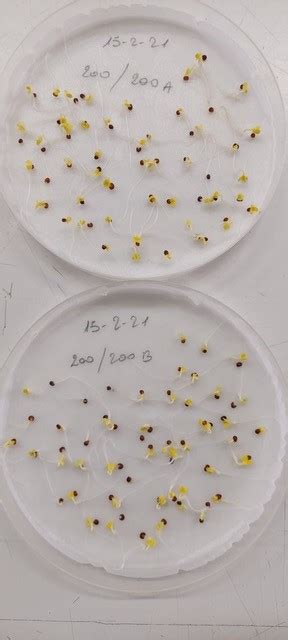 Analysing Seed Germination And Emergence Data With R Agriculture