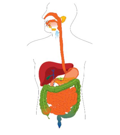Human Digestive System Drag And Drop