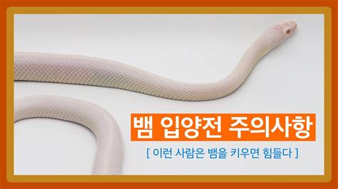 반려뱀 입양전 주의사항 이런 사람은 뱀을 키우면 힘들다 Youtube