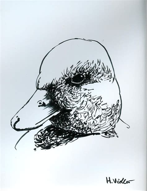 Duck Call Drawing At Getdrawings Free Download