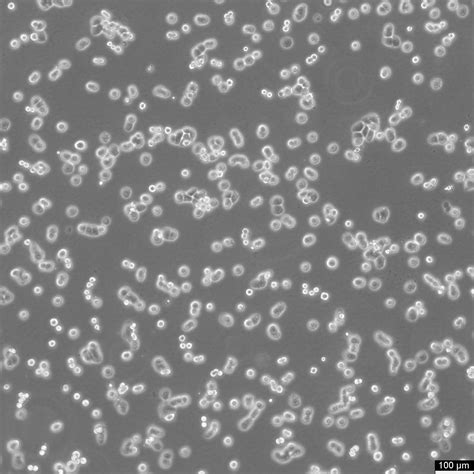 Mda Mb 468 Cells