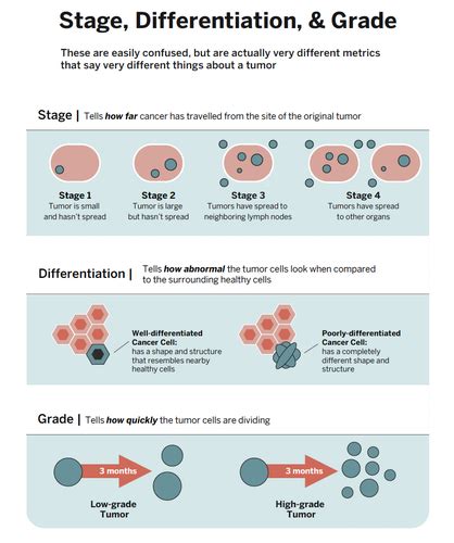 Neoplasia 3 Grading And Staging Flashcards Quizlet