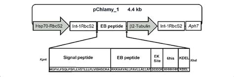 Components Of The Transformation Vector For Eb Expression In