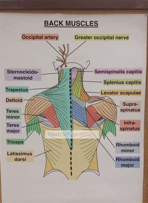 Back Muscles Name Shortsviralvideoshort Youtube