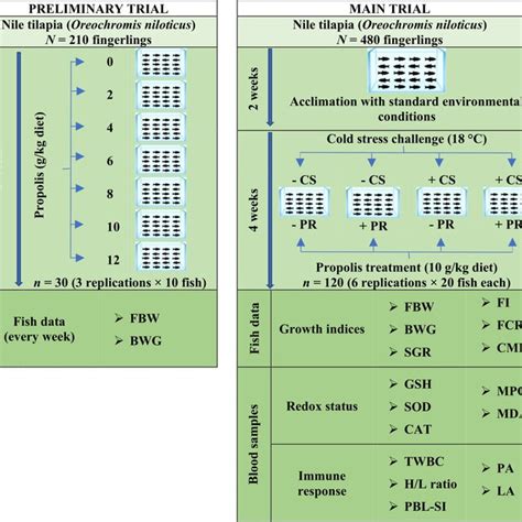 Schematic Diagram Explaining The Experimental Design Of The Present