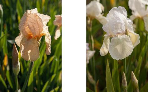 Moving Irises Dig Delve An Online Magazine About Gardens Landscape