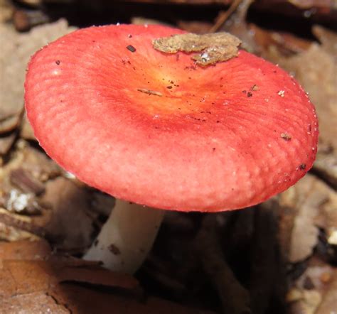 Img 2013 Ken Carman Flickr