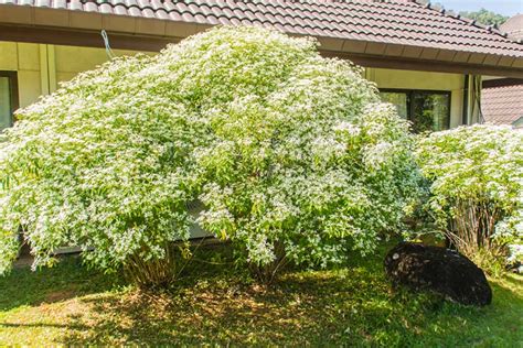 10 Beautiful White Flowering Shrubs Garden Lovers Club