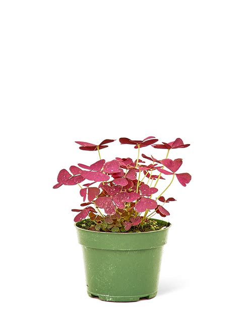 False Shamrock Small Blackwater Nursery