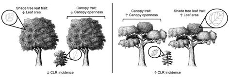 3 Schematic Of Backwards Stepwise Linear Model Results Predicting
