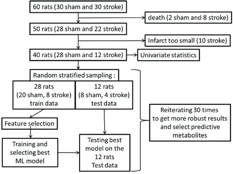 Global Overview Of The Study Flowchart And Statistical Analyses Ml Download Scientific