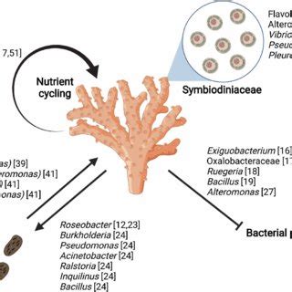 PDF Coral Microbe Interactions Their Importance To Reef Function And Survival