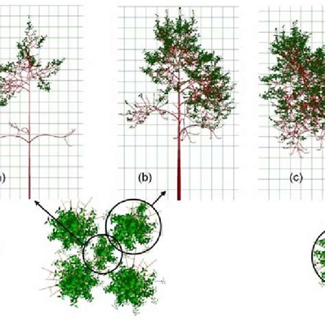 simulation and visualization of trees of the same species growing in