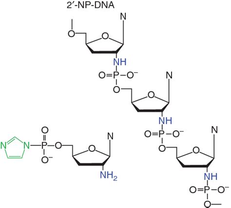 Structures Of 2 0 5 0 Phosphoramidate Dna And The Corresponding