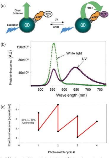 A Schematic Of Qd Modulation By Mbp Bips B Spectral Properties And