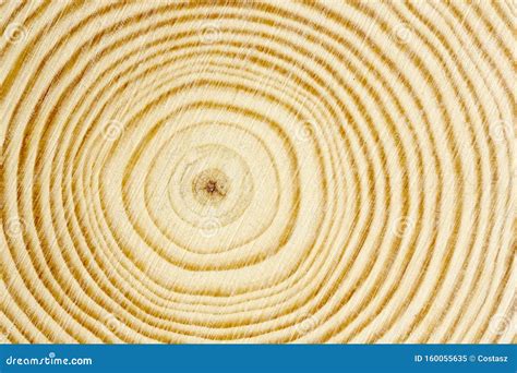 Cross Section Of Tree Branch Stock Image Image Of Nature Material 160055635