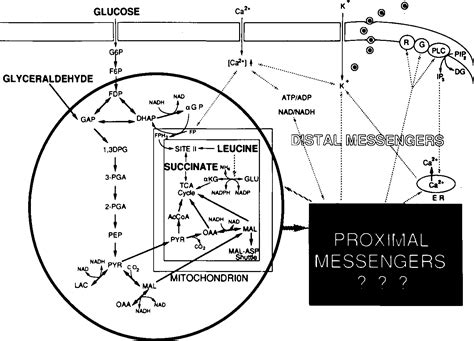 Figure 1 From Elusive Proximal Signals Of β Cells For Insulin Secretion