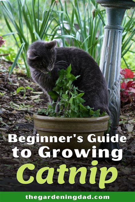 10 Easy Tips How To Grow Catnip The Gardening Dad Growing Catnip Diy Herb Garden Natural