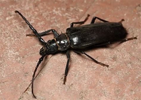 13 Beetles Found In The Desert And How Their Adaptations