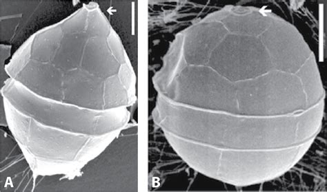 2 The Data Environmental Diversity Of Microbial Eukaryotes