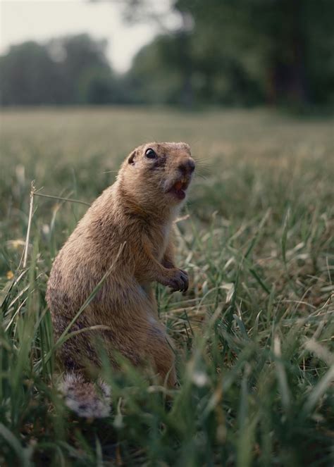 Ground Squirrel Vs Tree Squirrel Whats The Difference This Vs That