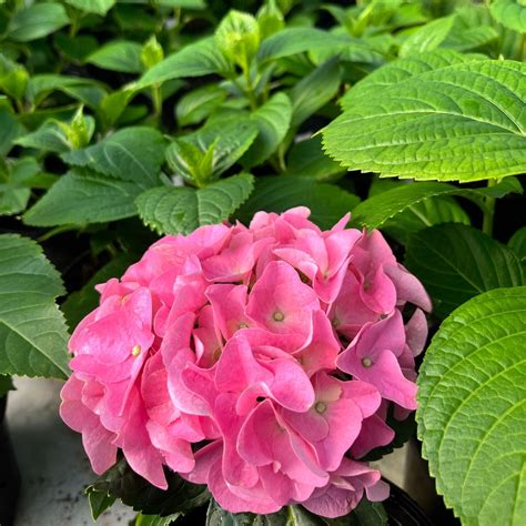 Hydrangea Macrophylla Early®pink™ Lowensvlei Flower Farm