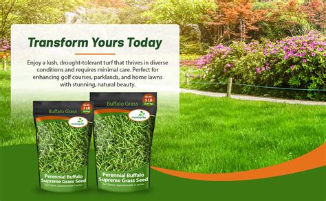 Outsidepride Perennial Buffalo Grass Seed 5 Lbs Heat