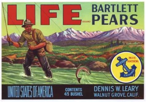 1950s Fly Fisherman Fishing Rainbow Trout Vintage Pear Crate Label Etsy