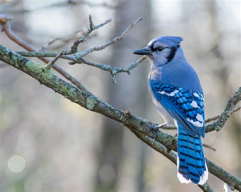 Blue Jay Field Guide Pictures Habitat And Info Optics Mag