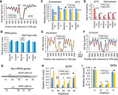 Transcription Dependent Enrichment Of The Yeast Fact Complex Influences Nucleosome Dynamics On