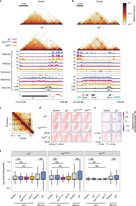 Enhancerpromoter Interactions Do Not Correlate With Tissue Specific