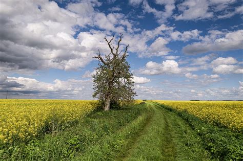 Path Tree Free Photo On Pixabay Path Tree Free Photo On Pixabay