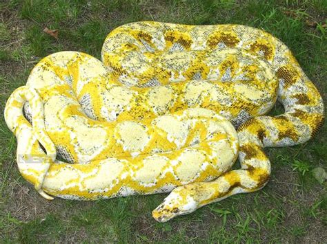 Calico Reticulated Python Reticulated Python Calico Snake Art