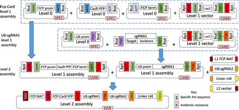 Overview Of Level 1 L1 And Level 2 L2 Golden Gate Cloning For