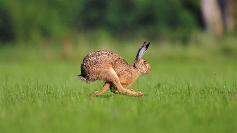 Understanding Rabbit Speed And Agility Everbreed