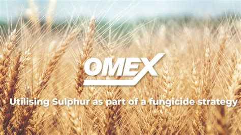 Sulphur As Part Of A Fungicide Omex Agriculture