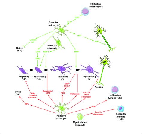 Reactive Astrocyte Derived Secretion Products During Myelin Repair Download Scientific
