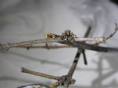 Help Identifying Sexing My Jumping Spider Arachnoboards