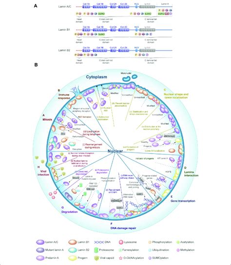 Post Translational Modifications Of Lamins And Their Multifunctional