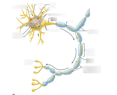 Labelling Neuron Diagram Quizlet