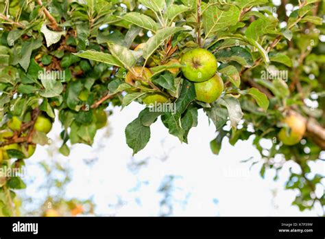 Apple Tree Loaded With Apples Stock Photo Alamy