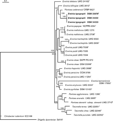 Bayesian Phylogenetic Tree Based On The Concatenated Nucleotide