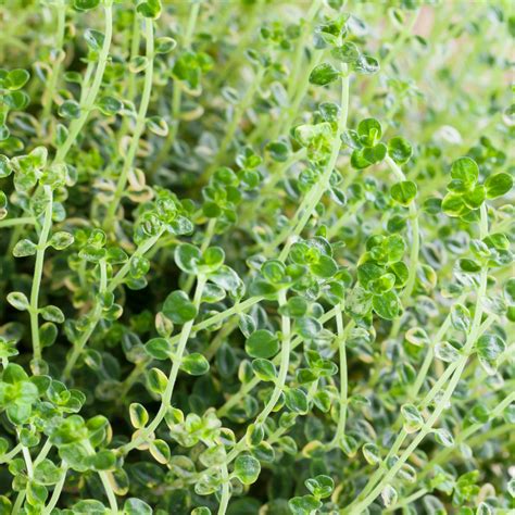 timo pianta proprietà e come coltivarla undergreen it