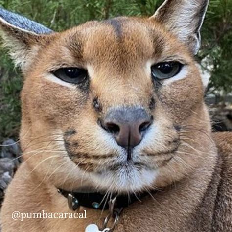 Caracal Pumba Is In A Good Mood Floppa Flopa